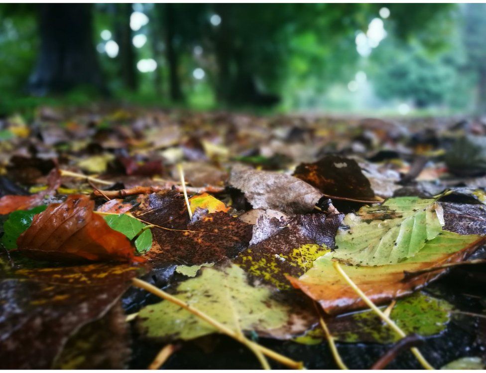 Lluniau'r hydref / Autumnal pictures 2017 - BBC Cymru Fyw