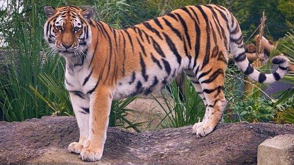 'First of its kind' tiger habitat opens at Paradise Wildlife Park - BBC ...