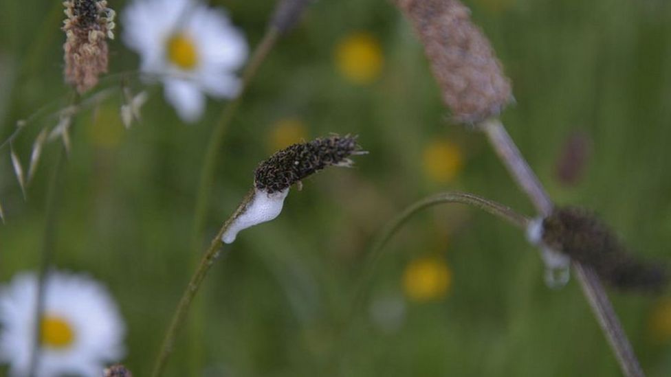 Revealed: The secret life of the spittlebug - BBC News