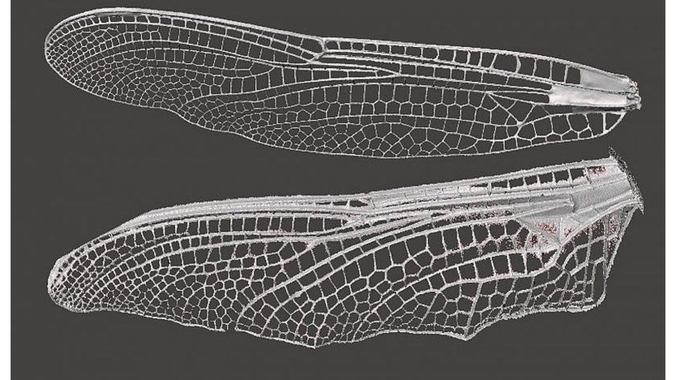 Dragonflies are inspiring future drone designs - BBC Newsround