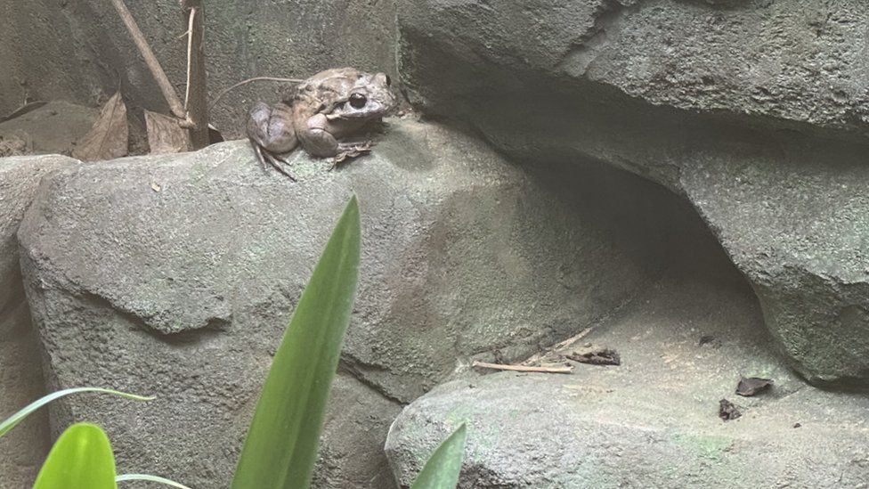 London Zoo: Mountain chicken froglets growing happily in new enclosure ...