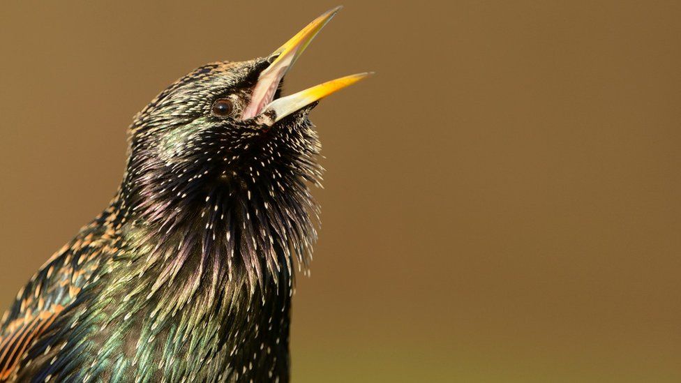 Starlings keep NI top spot in RSPB Big Garden Birdwatch - BBC News