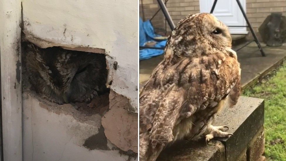Tawny owl: Stricken bird rescued from kitchen pipe - BBC News