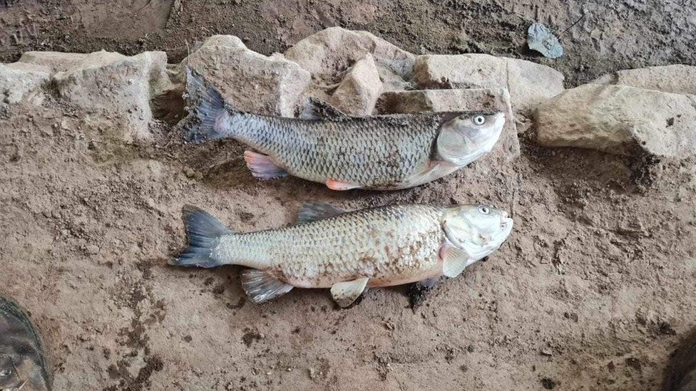 Hundreds of fish found dead in River Weaver in Nantwich - BBC News