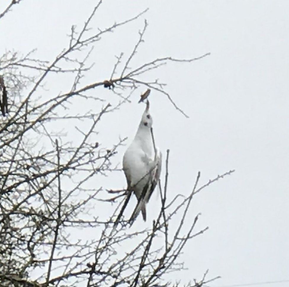 Gull with beak impaled on fishing hook seen dangling from tree - BBC News