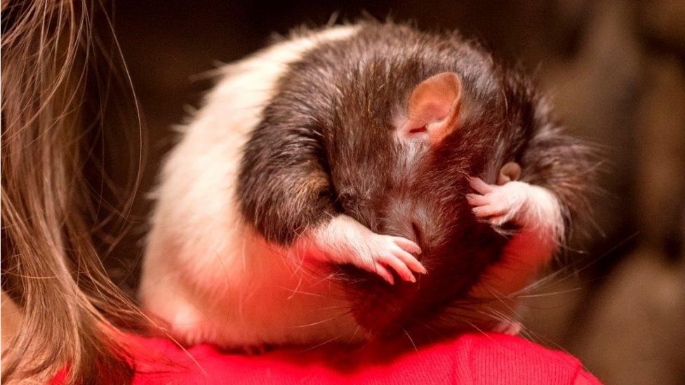 New York rats: Alcohol can solve problem, say officials - BBC News