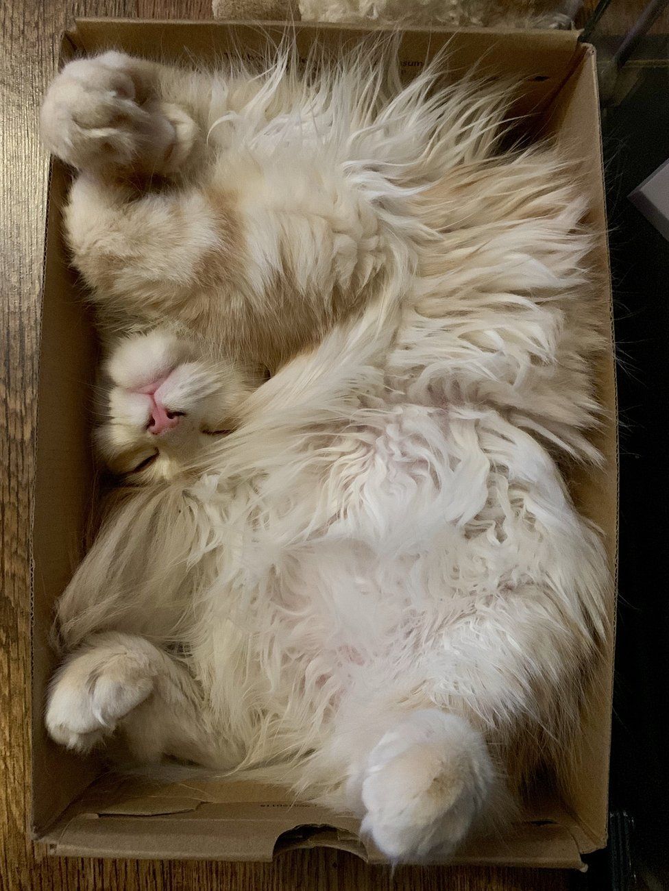 Your pictures on the theme of 'in a box' - BBC News