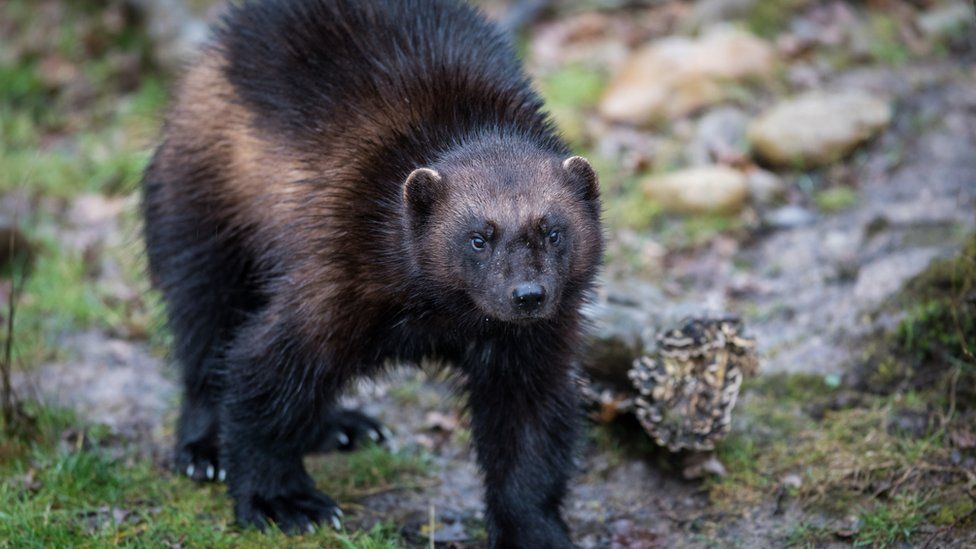 Wolverines return to American national park after more than 100 years ...