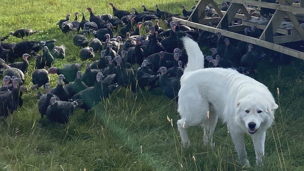 Seven-stone turkey dog used to guard Somerset flock - BBC News