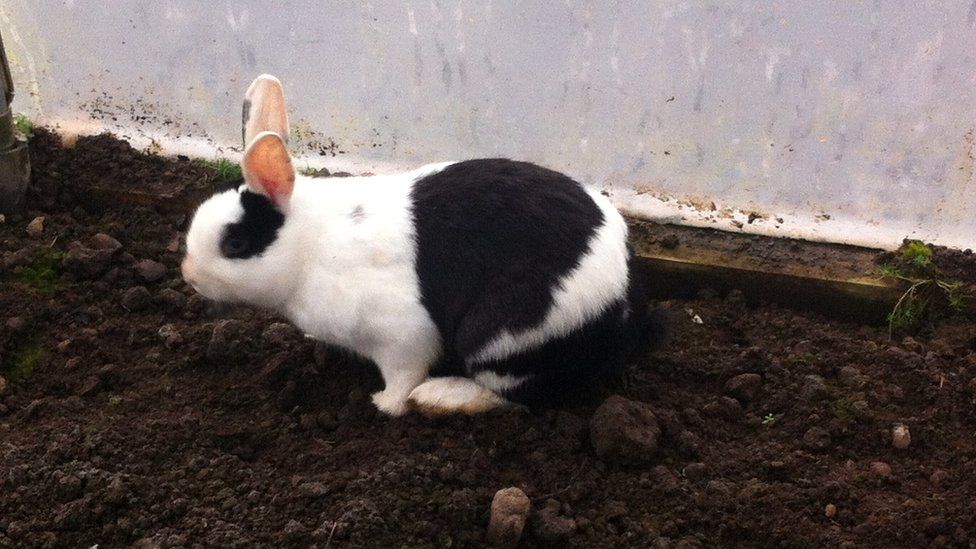 Omagh's flying rabbit: Bunny rescued from roof after Storm Gertrude ...