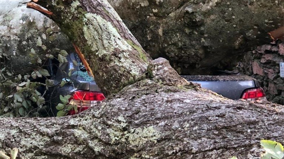 Portmeirion: Cars crushed by trees at holiday resort - BBC News