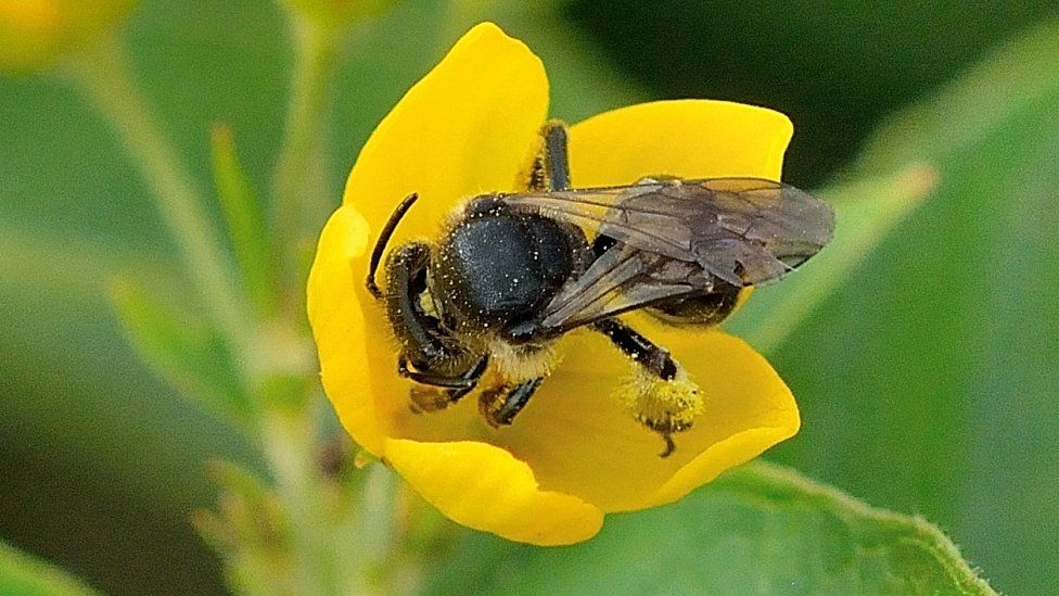 Rare bee species discovered in North Somerset field - BBC News