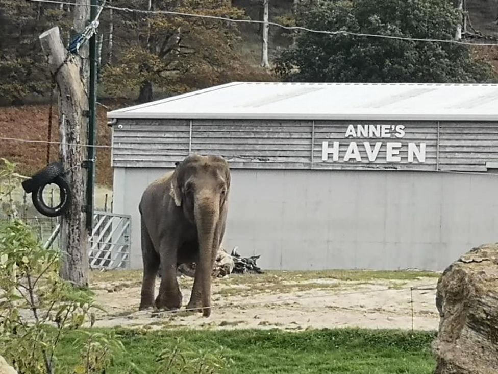 Will Britain's loneliest elephant be getting a new home? - BBC Newsround