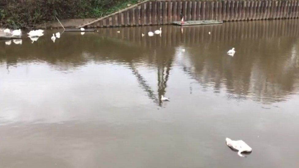 Swans culled at Droitwich rescue centre after bird flu outbreak - BBC News
