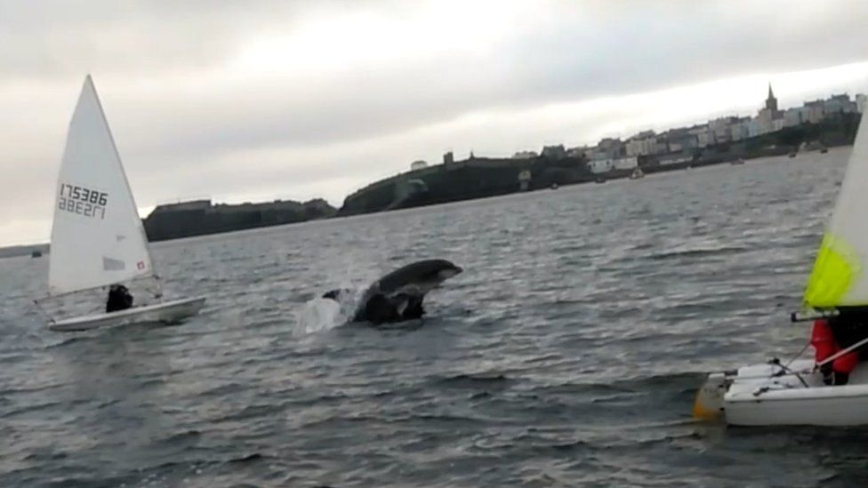 Young sailors from Tenby 'ecstatic' at dolphin encounter - BBC News
