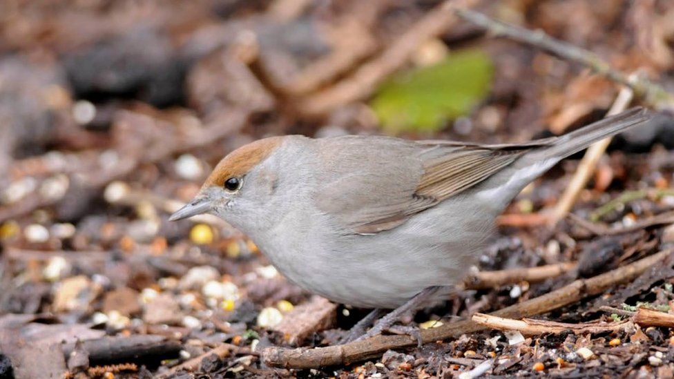 Garden birds: Feeding brings blackcaps to the UK - BBC News
