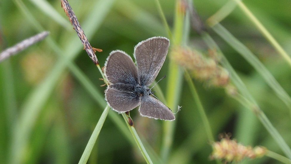 Rare butterfly Small Blue found in Fermanagh - BBC News