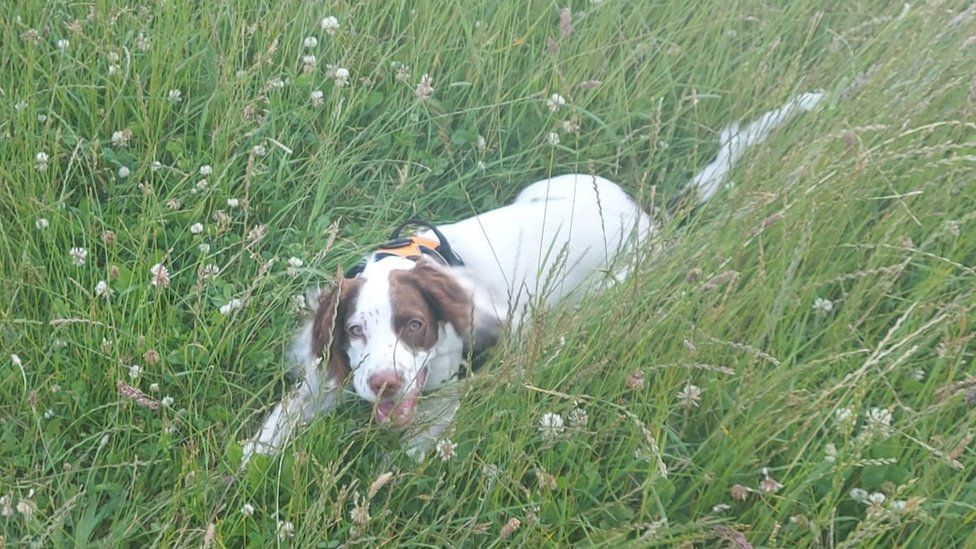 Councillor's dog to be destroyed after attack on cocker spaniel - BBC News