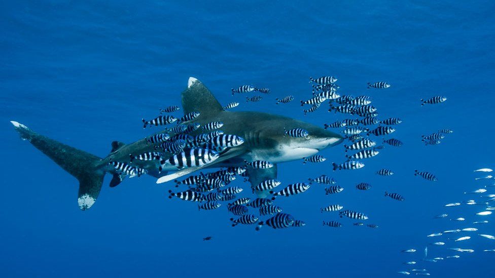 Climate change: Could robot clown fish help our oceans? - BBC Newsround