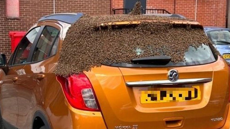 Beekeepers to the rescue after 5 million bees fall off truck in Canada ...