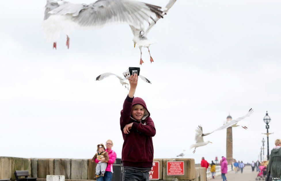 'Gull running' craze sweeps UK seaside towns from Whitby to Newquay ...