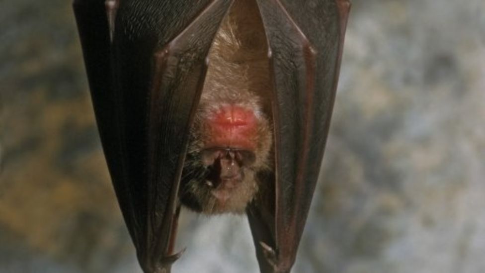 Nature reserve to be created near Blandford to protect rare bat - BBC News
