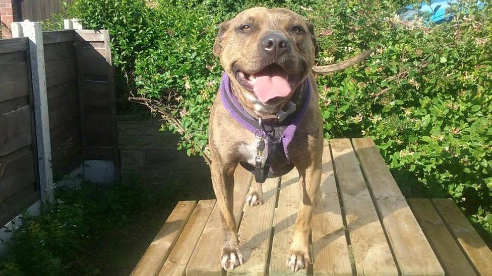 'Britain's loneliest dog' Freya finds new home - BBC News