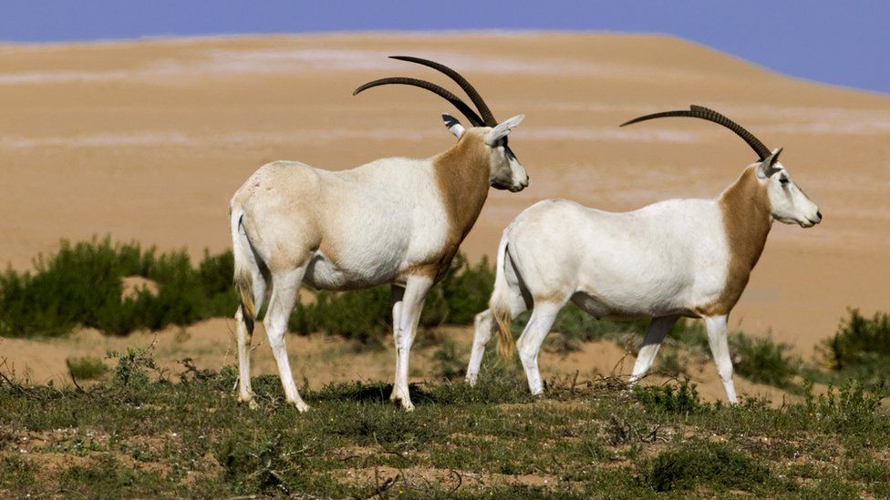 Antelope species no longer extinct in wild after conservation efforts ...