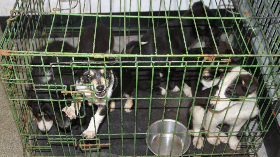 Christmas warning over crime gang links to online puppy sales - BBC News