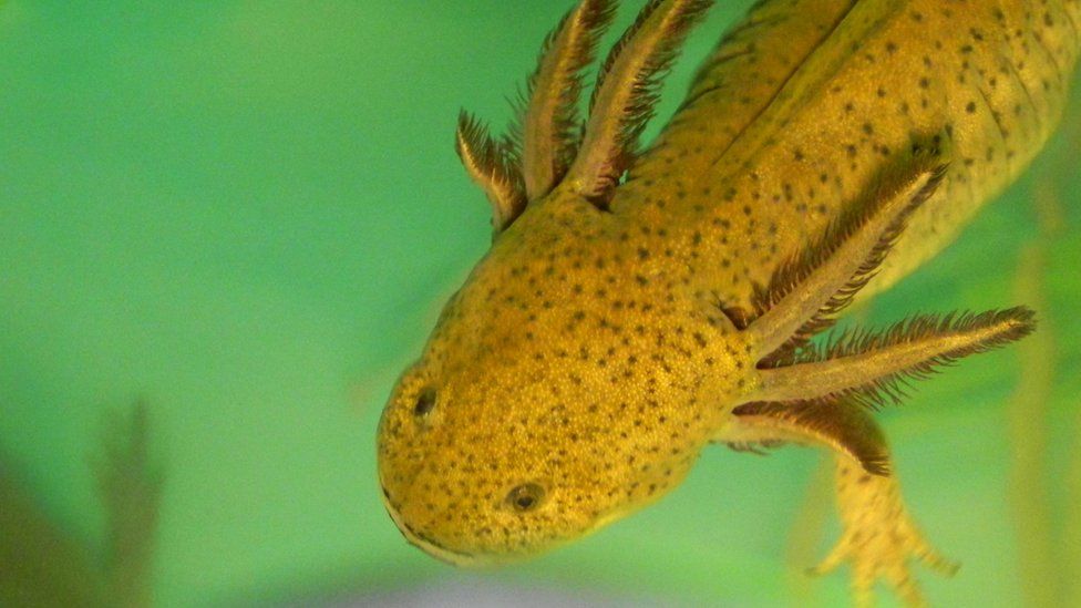 Scientists asking people to 'adopt' an axolotl - BBC Newsround