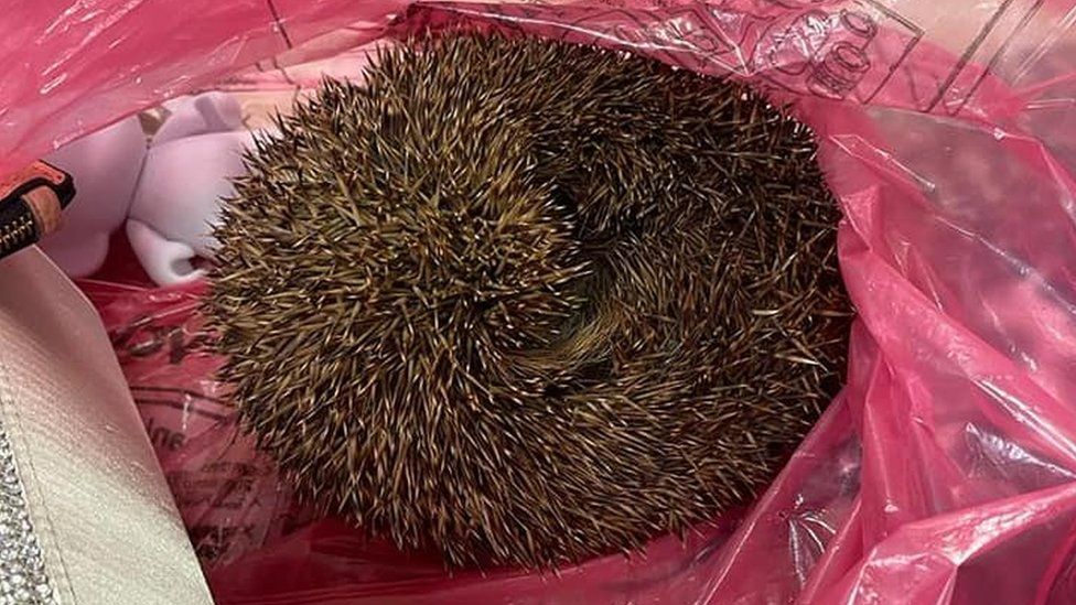 Hedgehog accidentally donated to Witham charity shop - BBC News