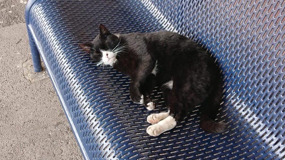 Andover: Tributes paid to Jess the railway station cat - BBC News