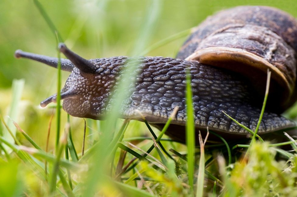 Your pictures on the theme of 'garden creatures' - BBC News