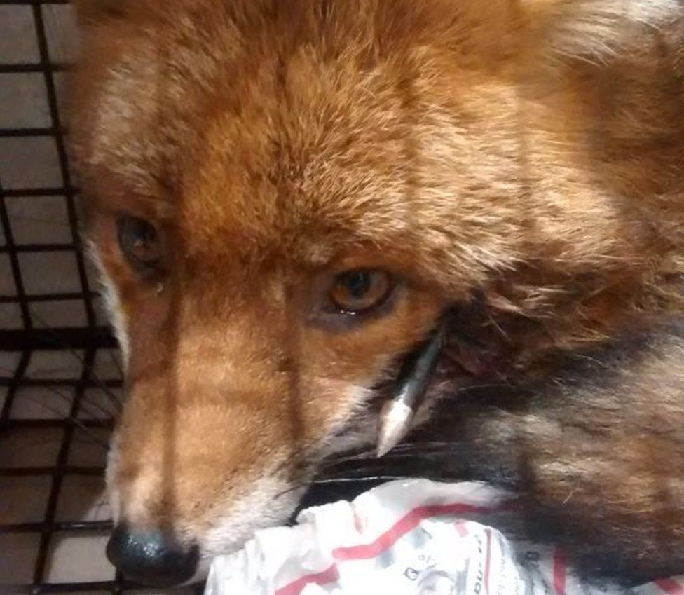 Fox shot in face with crossbow in Bromley - BBC News