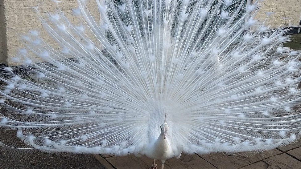 Snowy the white peacock recovering after being hit by car - BBC News