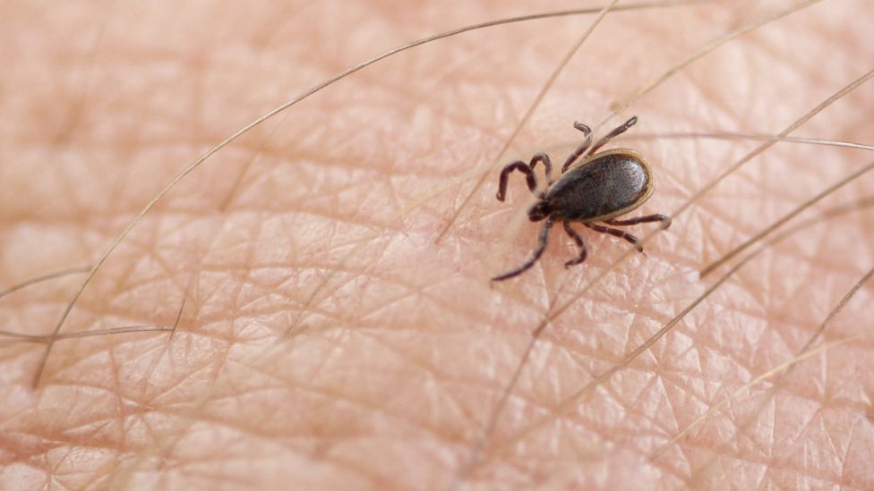 Lyme disease can be diagnosed by 'bull's eye' rash alone - BBC News