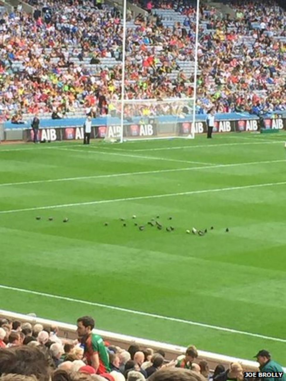 GAA calls in Croke Park hawk to tackle pigeon pitch invasions - BBC News