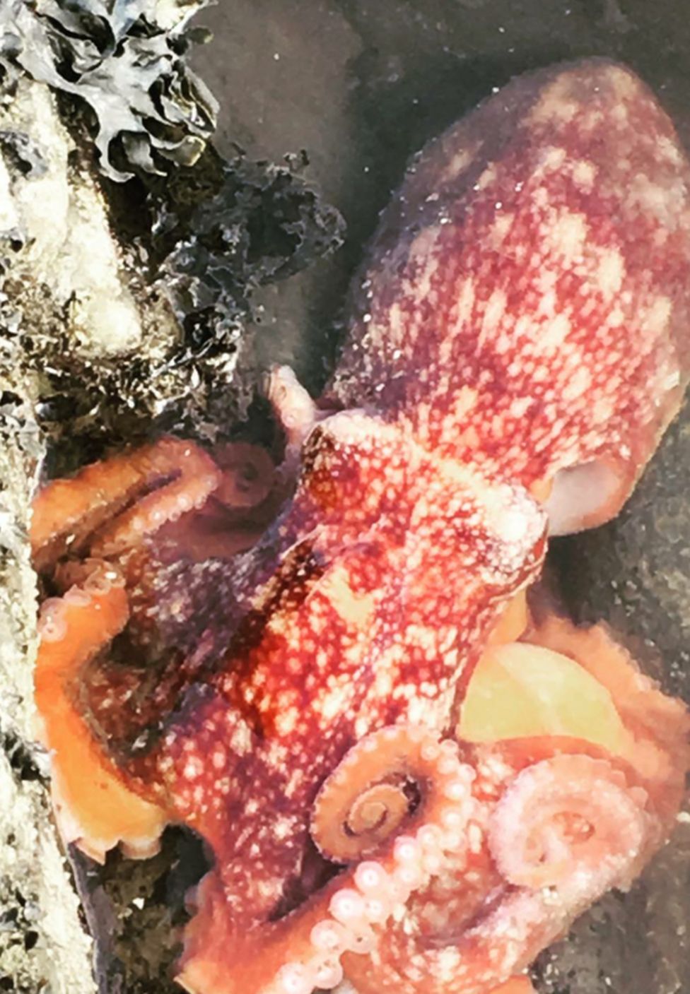 Stranded octopus rescued from Cramond Beach - BBC News