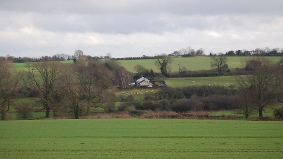 Sheep die after dog chases them on to rail line at Tuddenham St Martin ...