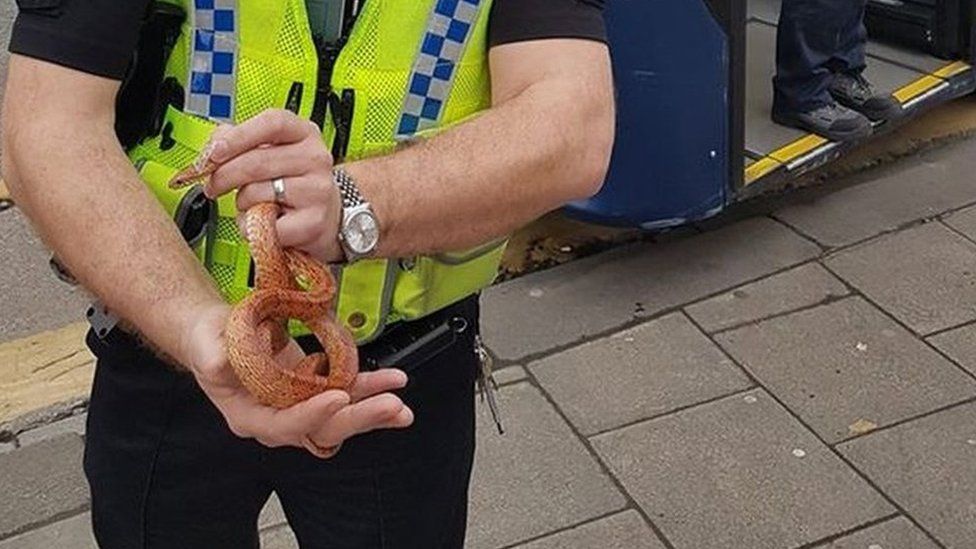 Large corn snake found in Cambridge street - BBC News