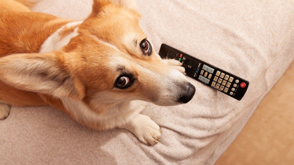 What does YOUR dog enjoy watching on TV? - BBC Newsround