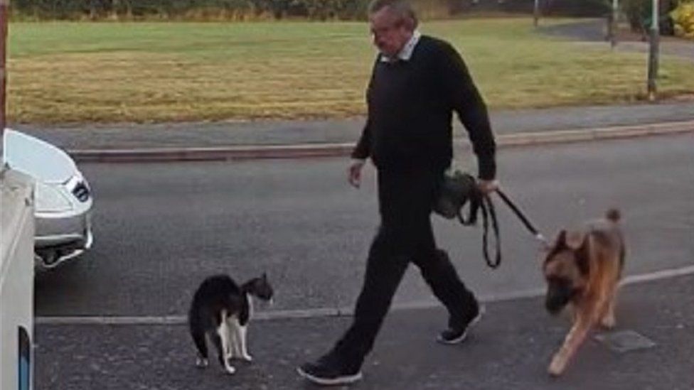 Leamington Spa man admits animal cruelty over cat kick - BBC News