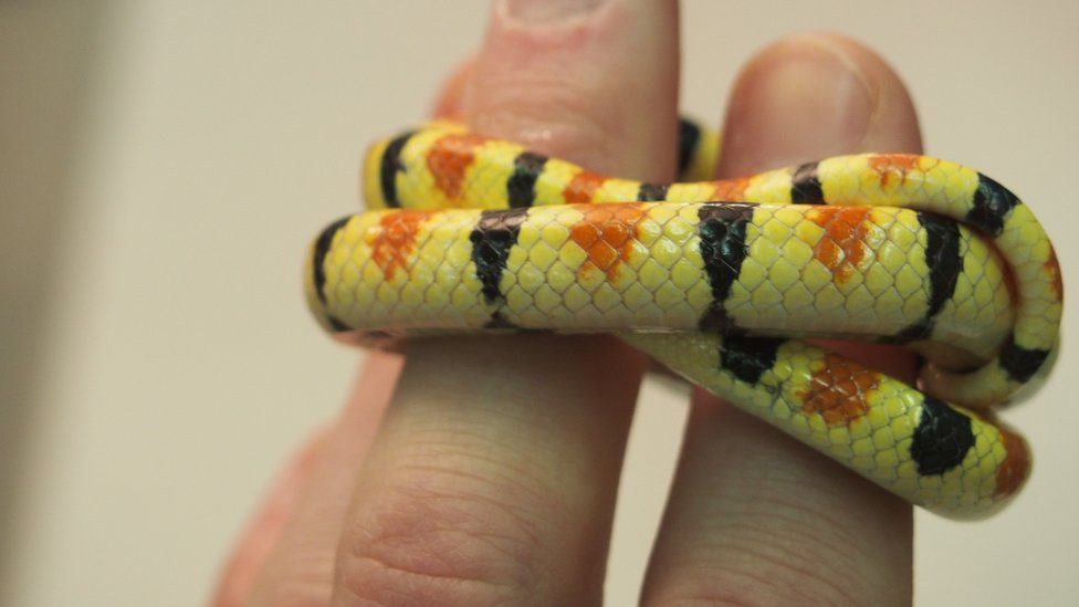 Snake walk: The physics of slithering - BBC News