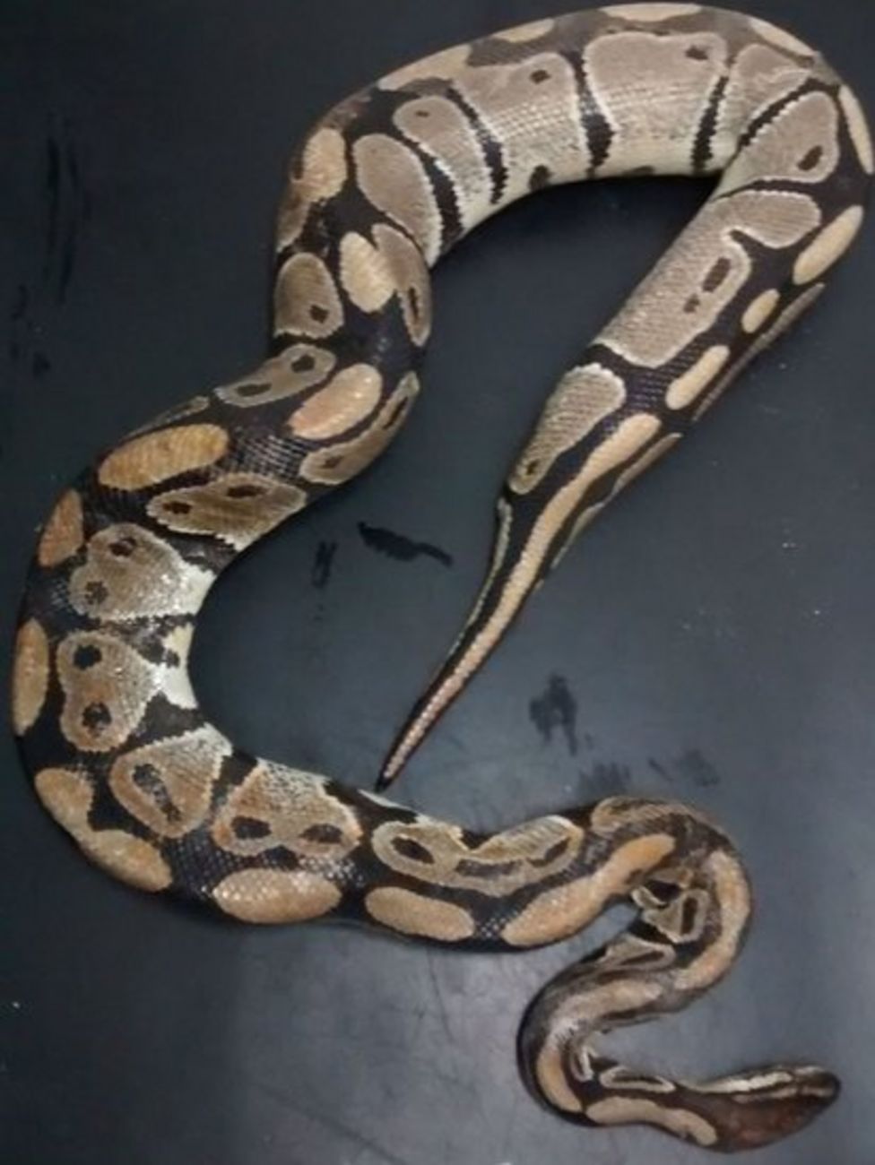 Royal pythons found dead in pillowcase in Rhondda - BBC News