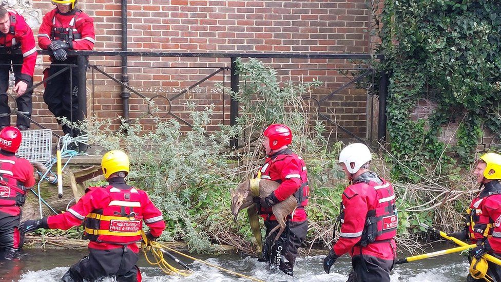 Firefighters rescue 'Bambi' from Salisbury river - BBC News