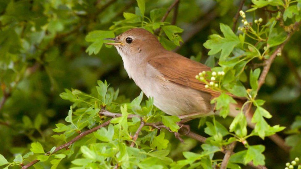 Hunting deer for venison 'could help birds thrive' - BBC News