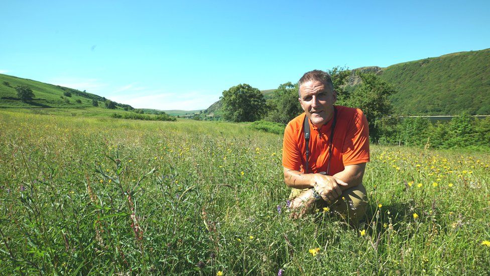 'Saving the Land of the Wild': Wales wildlife under threat - BBC Newsround