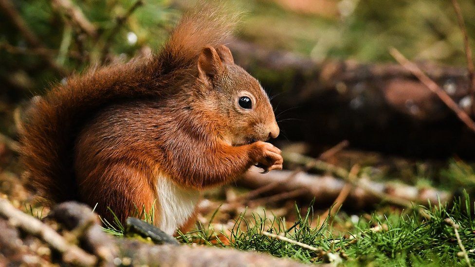 Pryder am dorri coed yn un o gadarnleoedd y wiwer goch - BBC Cymru Fyw