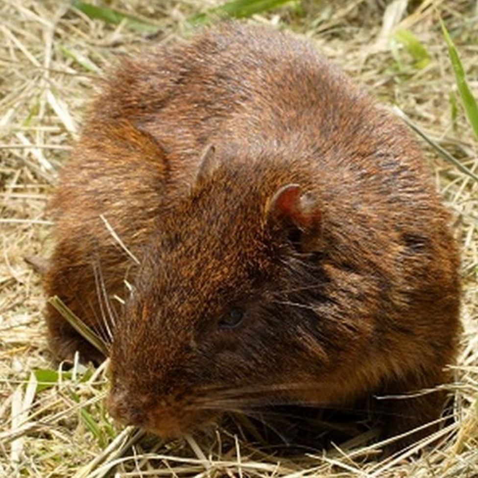 Lord of the Rings toad on brink of extinction - BBC News