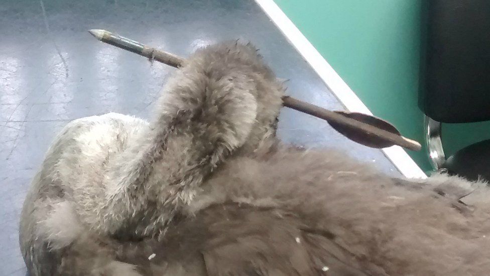 Crossbow missed swan's brain 'by millimetres' - BBC News